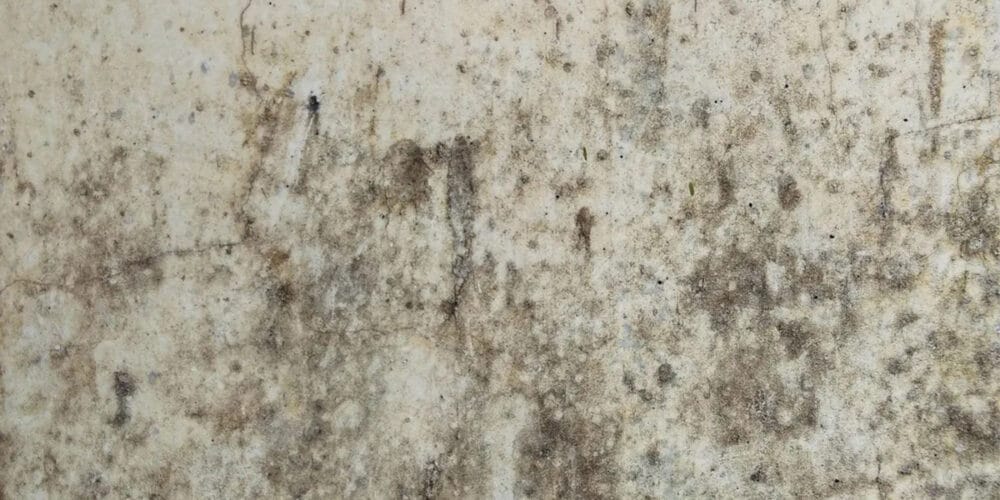 Mgo Board Mold Resistant vs Gypsum Board Mold Resistant
